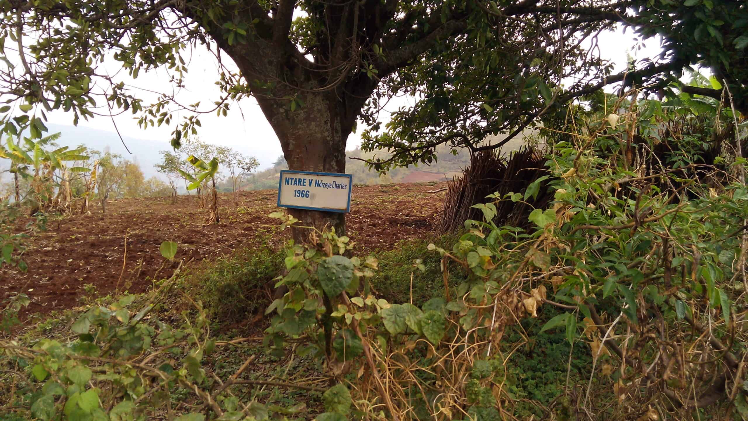 Ce qu'il faut savoir sur l'arbre sacré, ikigabiro
