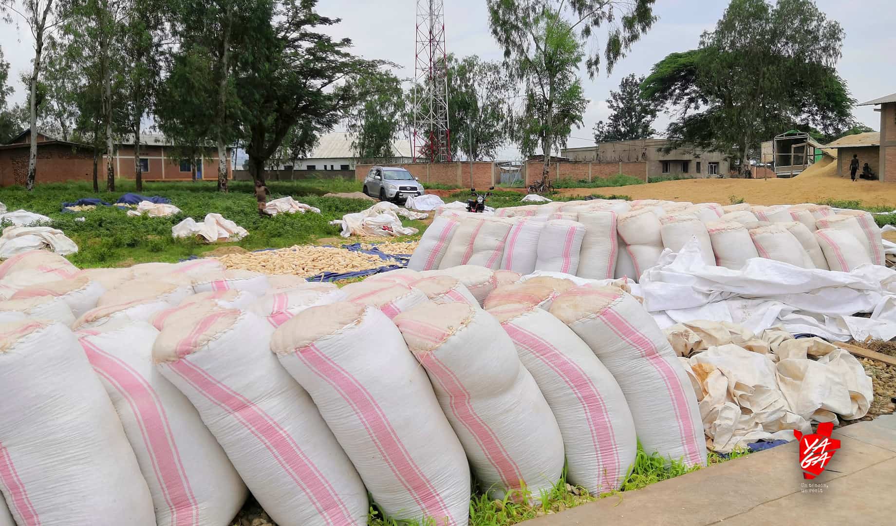 La production interne du maïs couvrira-t-elle les besoins du pays