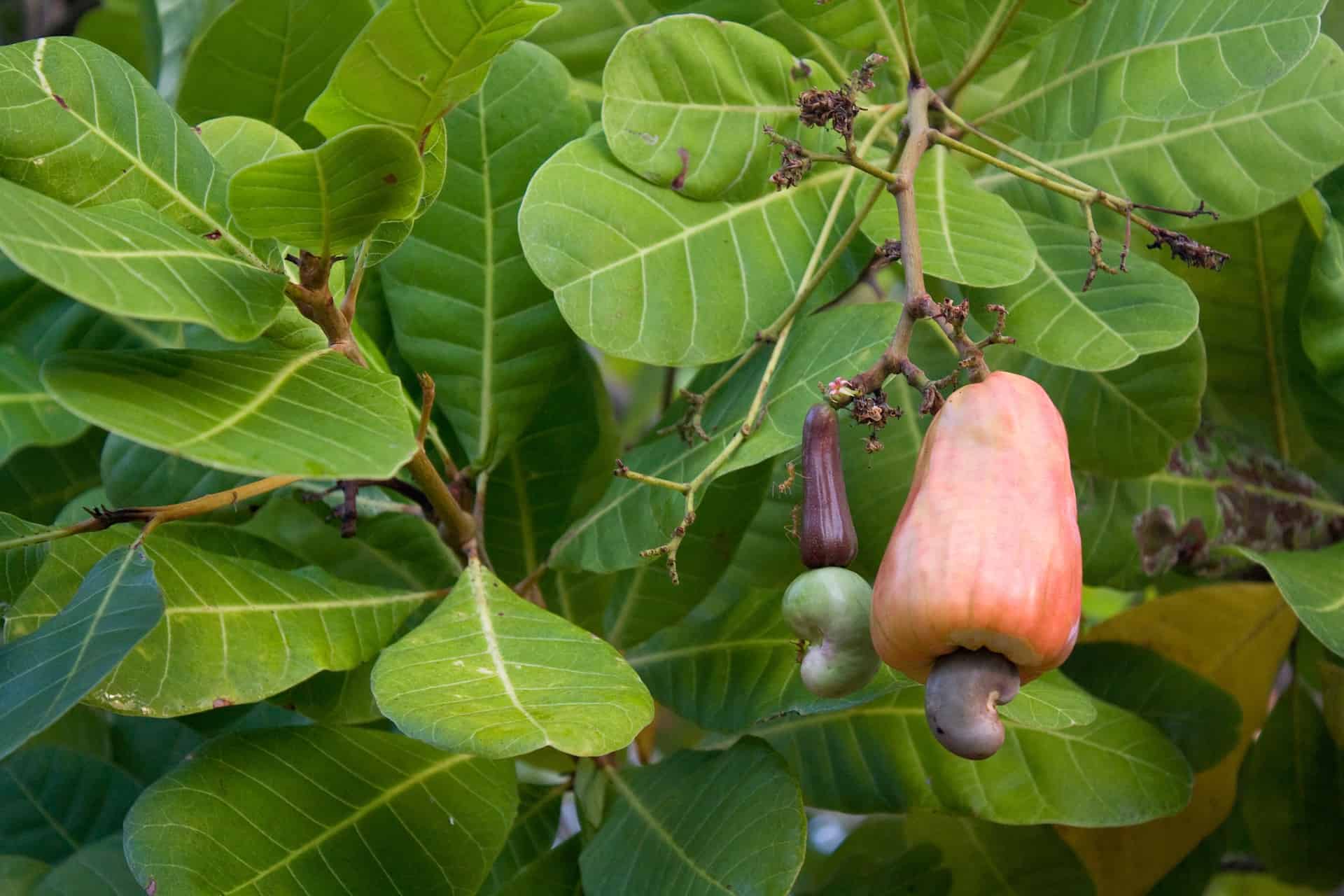 Anacardier : un nouveau-né dans la culture industrielle du Burundi